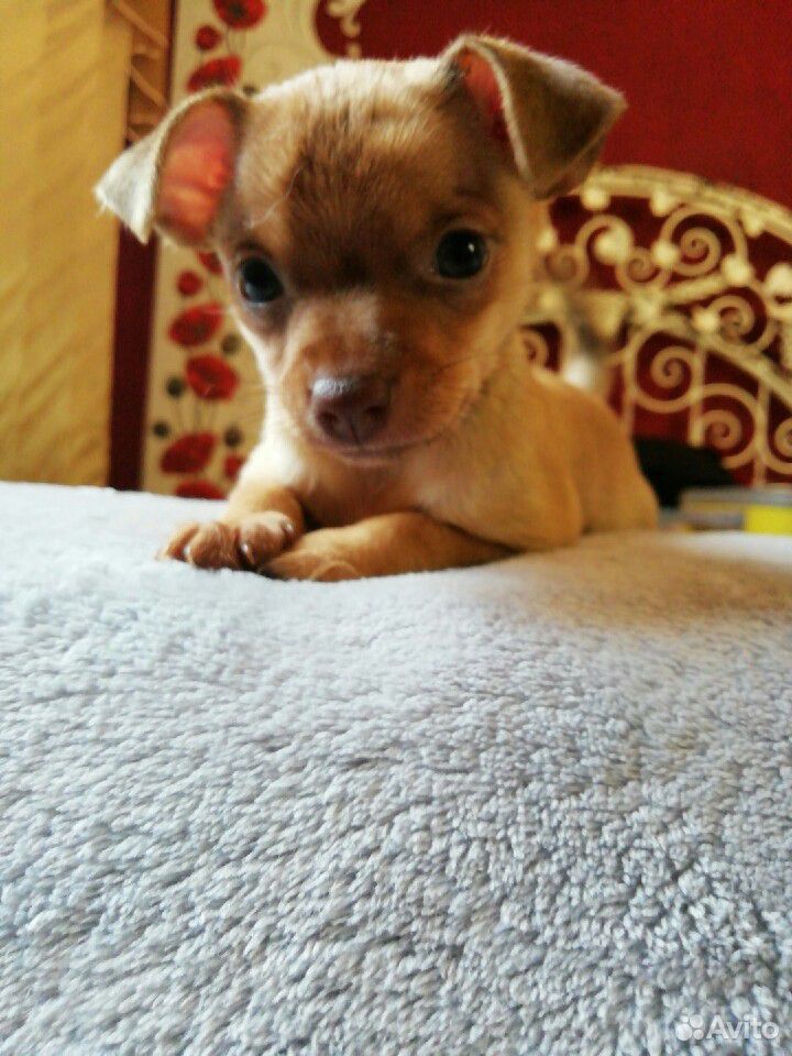 Милая девочка Той-Терьер 6 недель Тула / Москва