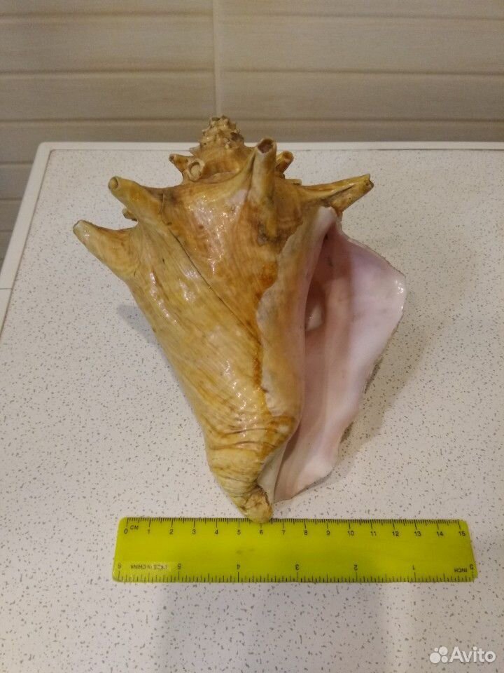 Морские раковины Карибского моря