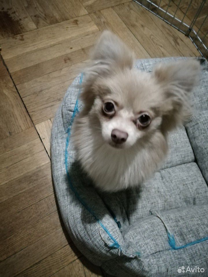 Продаётся собака немецкий шпиц цвет лиловый соболь