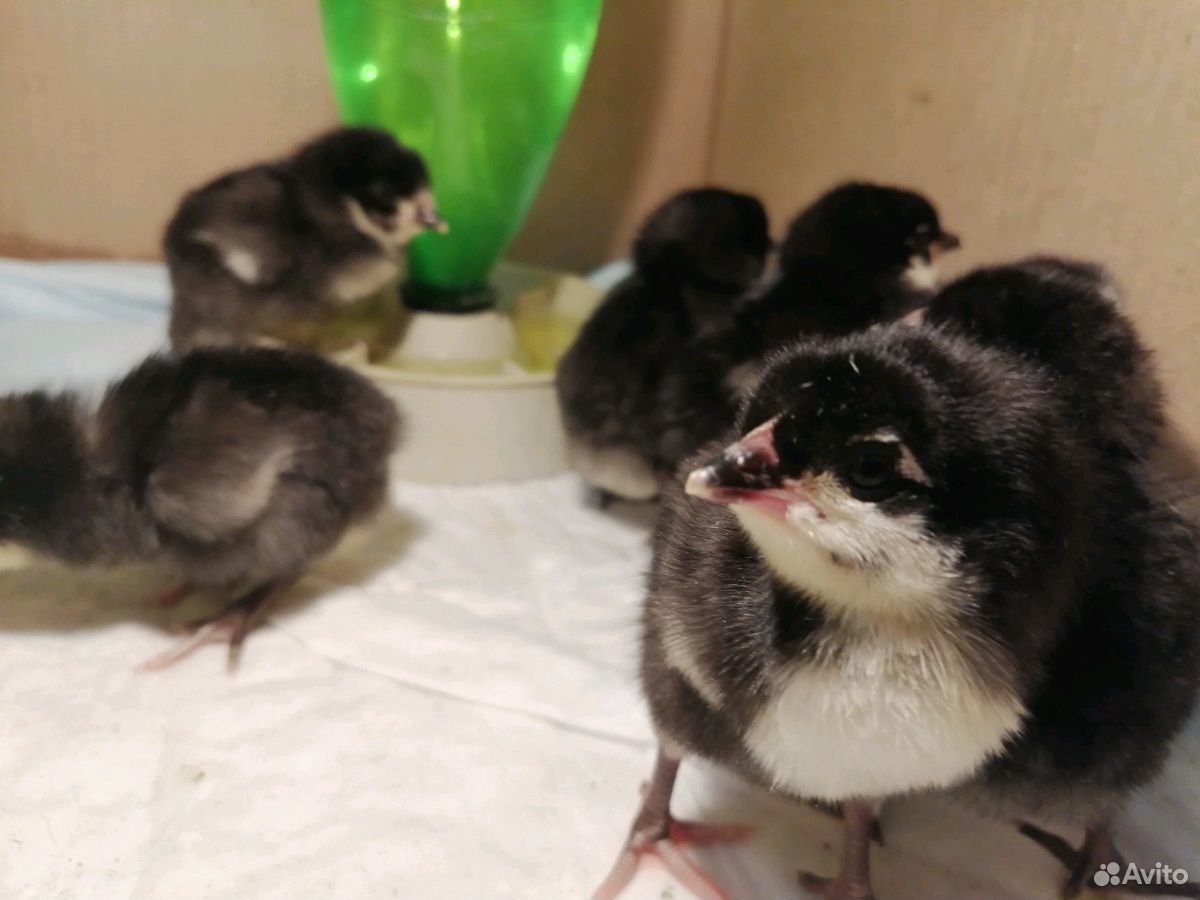 Цыплята Синь Синь Дянь