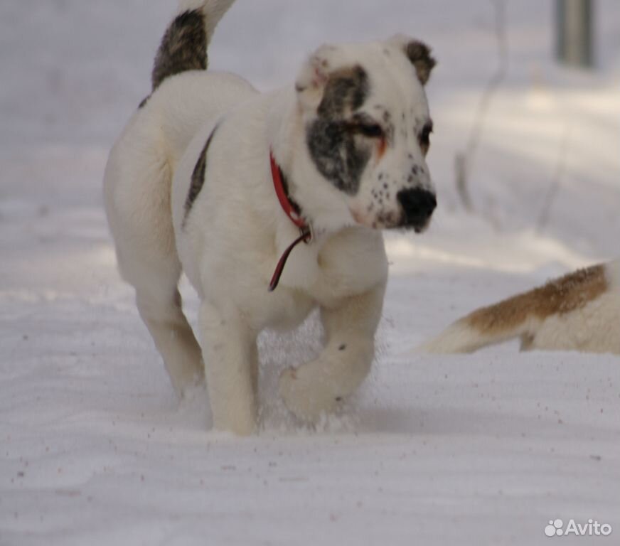 Подрощенная девочка Среднеазиатской овчарки