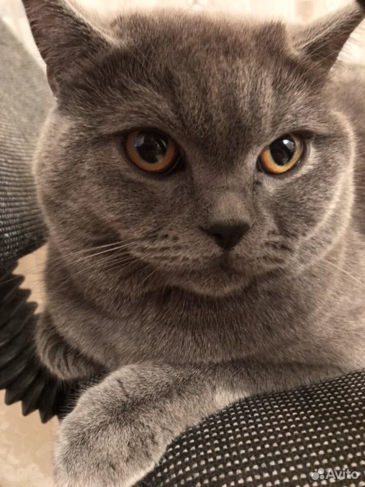 Британский прямоухий кот