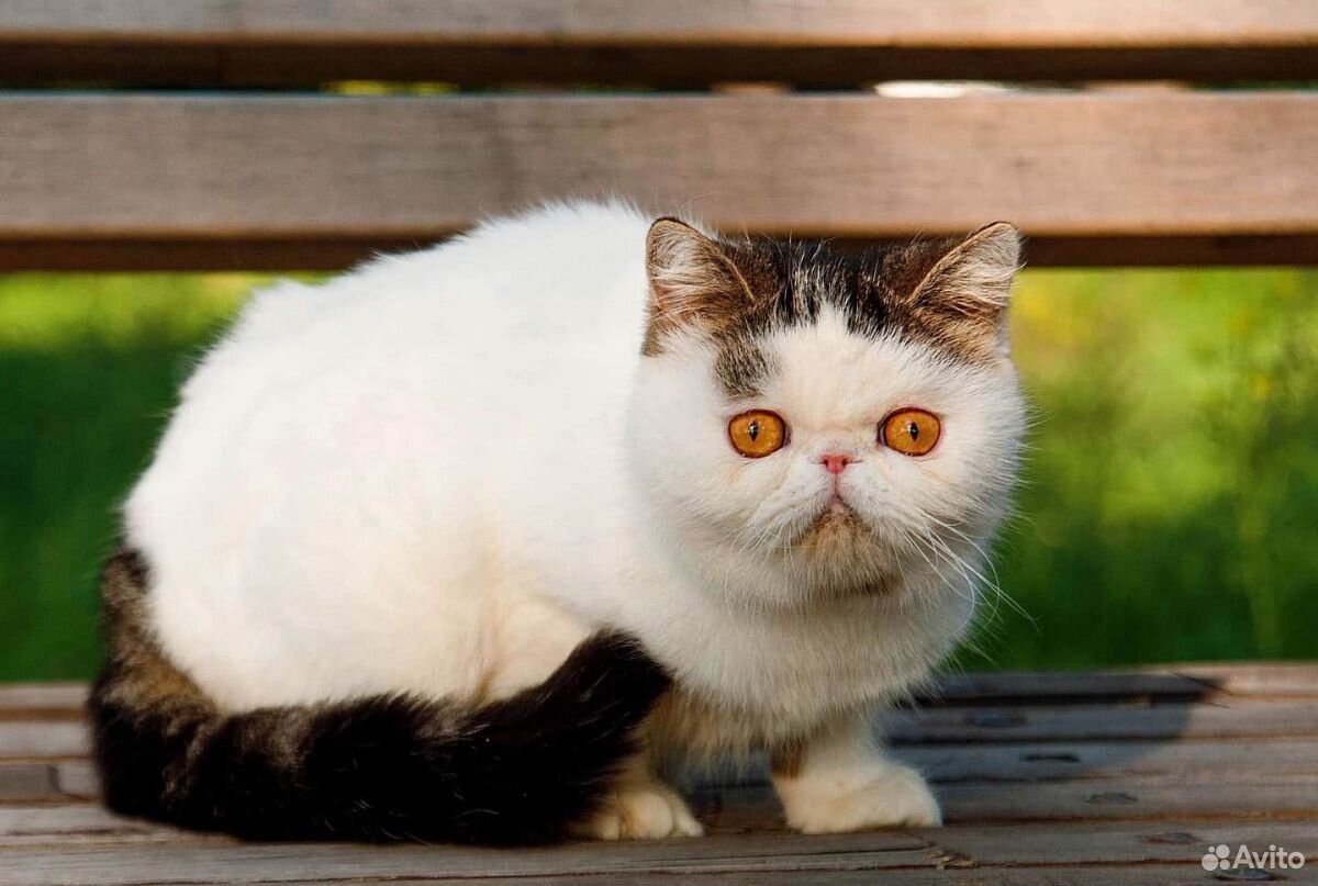 Экзотическая