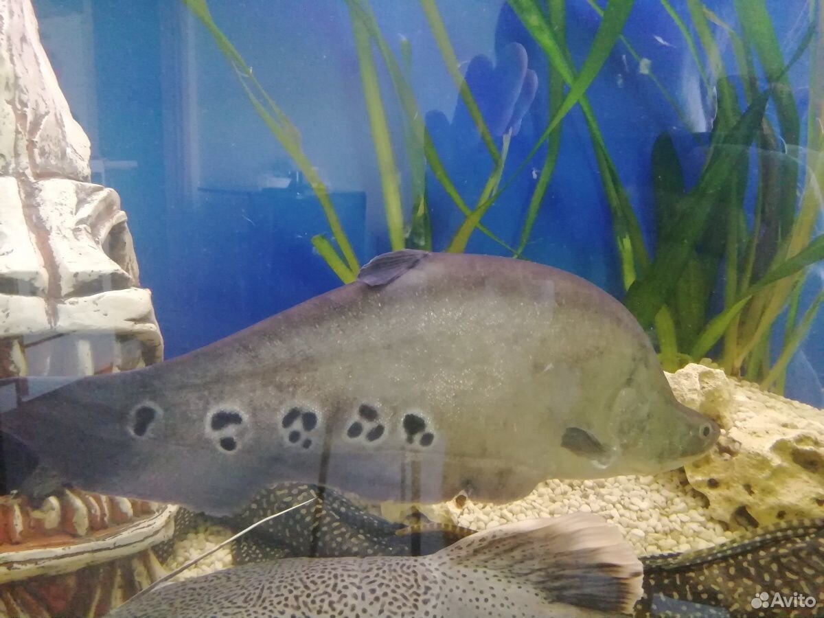 Индийский нож