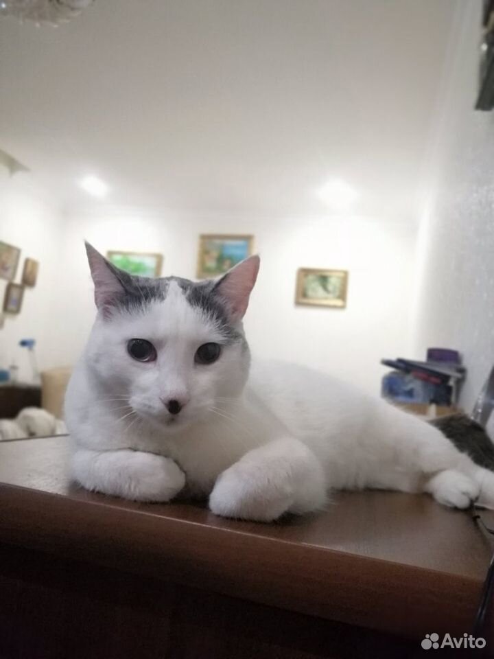 Уникального окраса кот, Второго такого точно нет