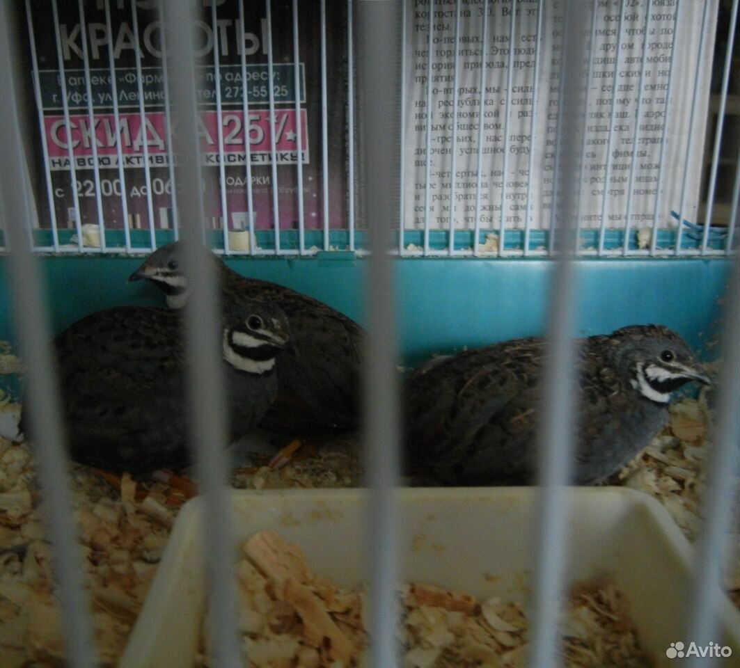 Расписной перепел