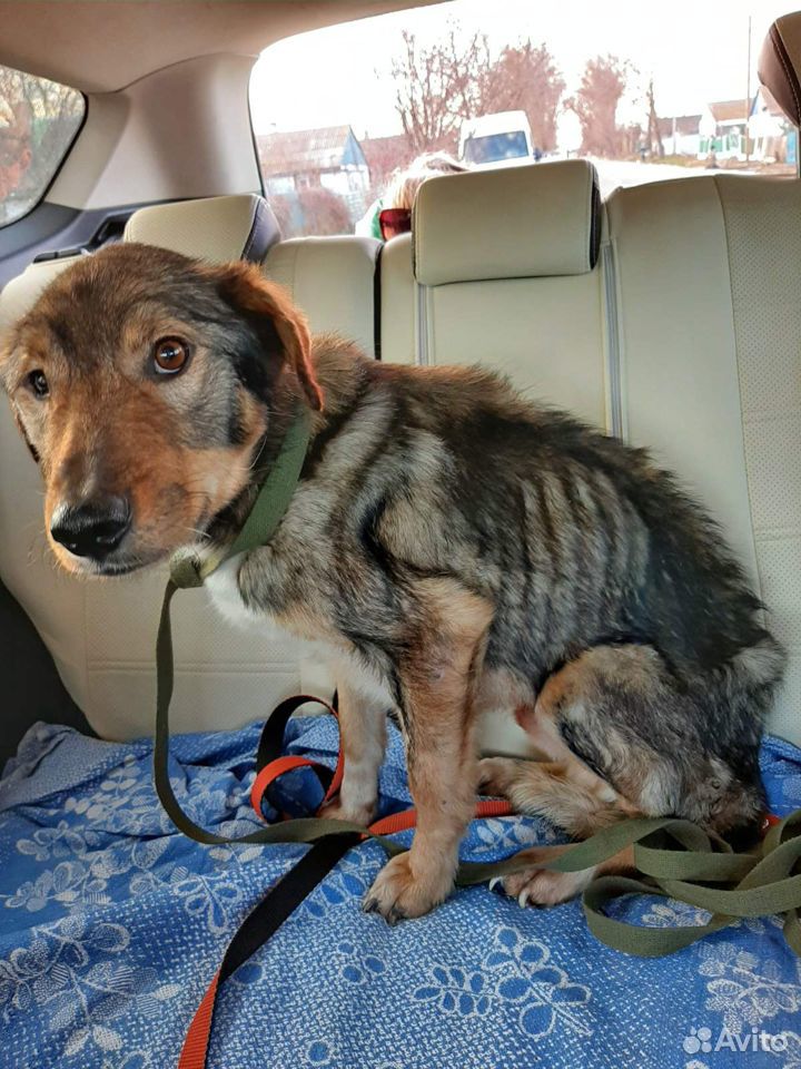 История спасения собаки