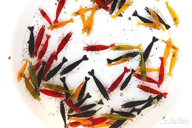 Аквариумные Креветки, Улитки