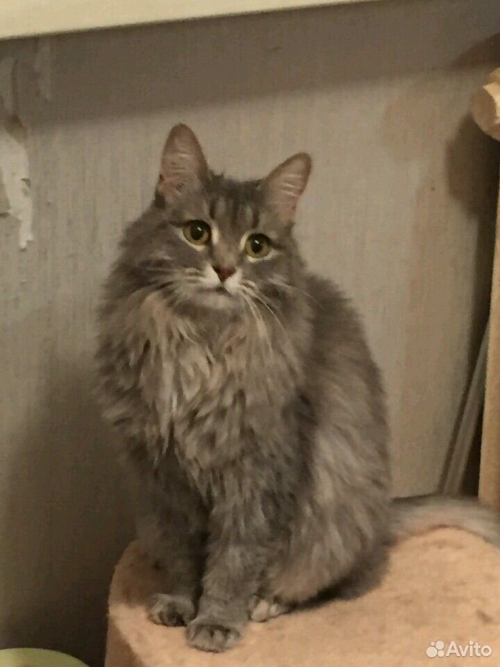 Шарик киса в добрые руки. Испытательный срок