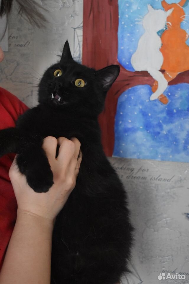 Найден черный кот