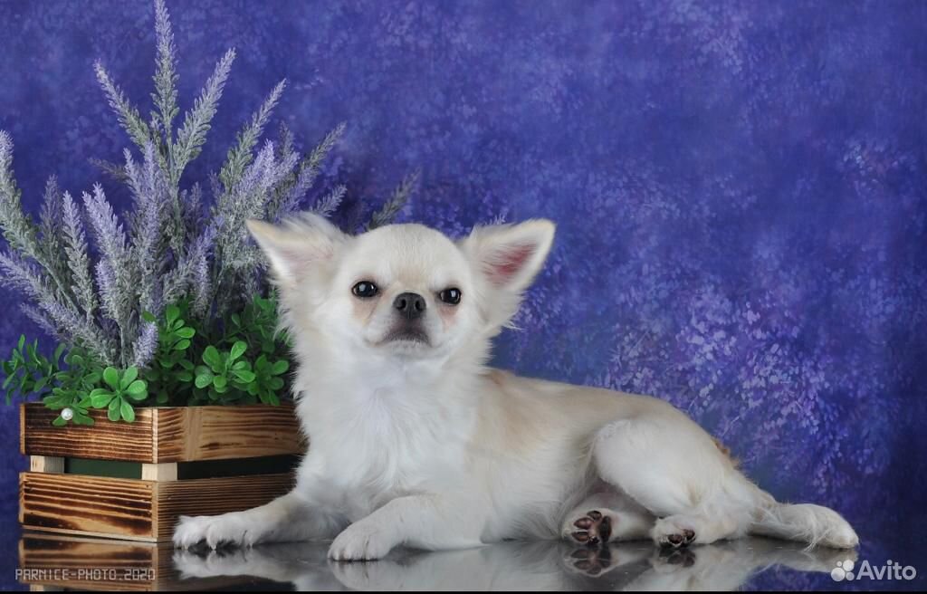 П-К Квин Пауэр