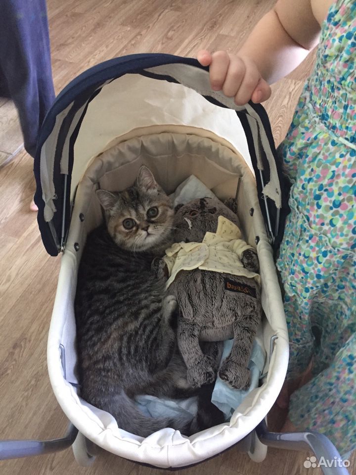 Котёнок экзот