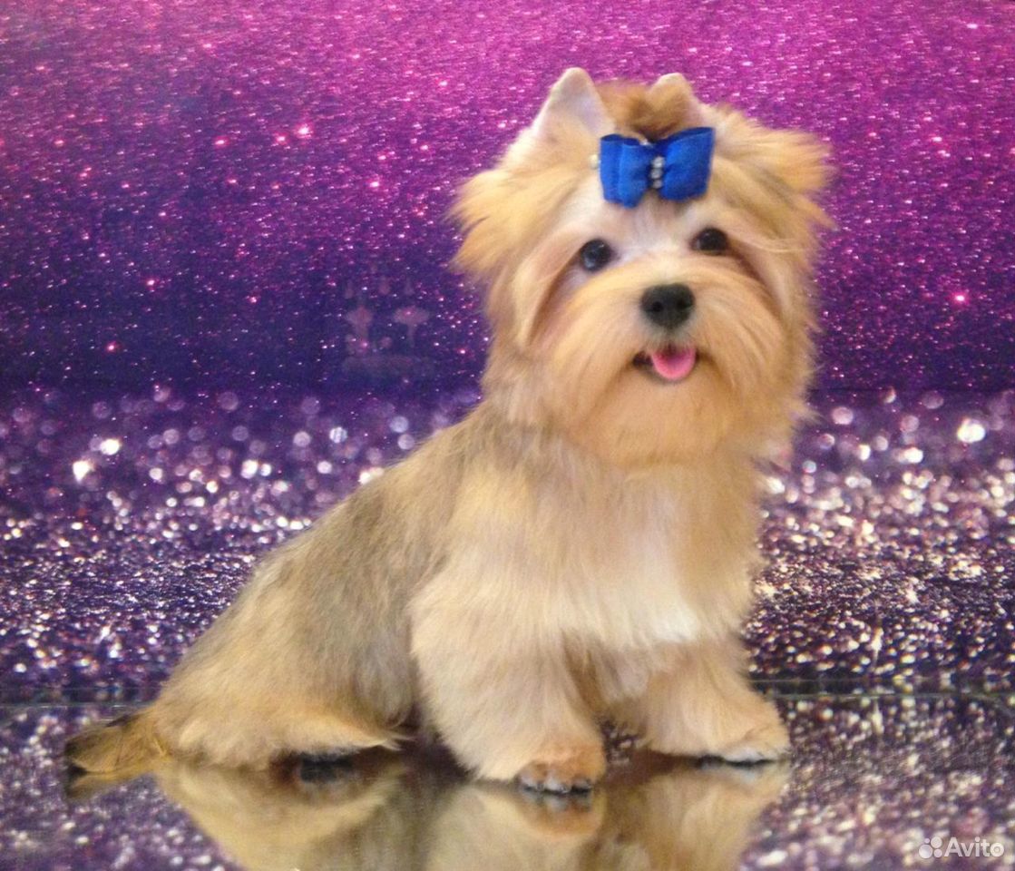 Золотой йоркшир голубоглазый мальчик