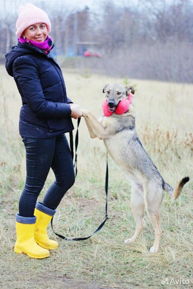 Ласковый добрый пес в дар