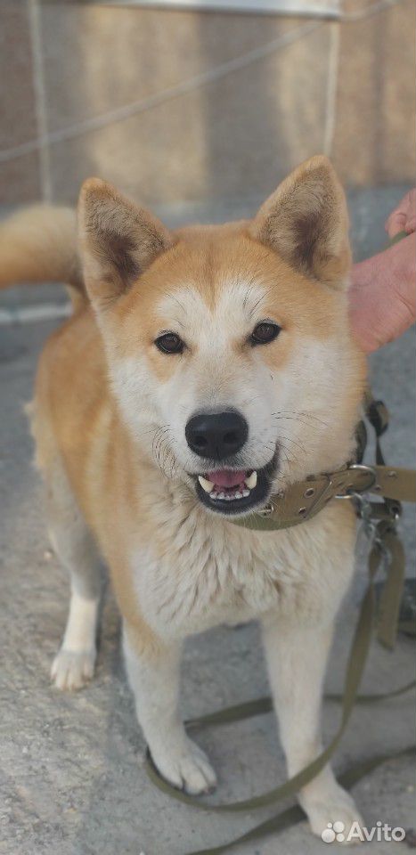 Акита Ину