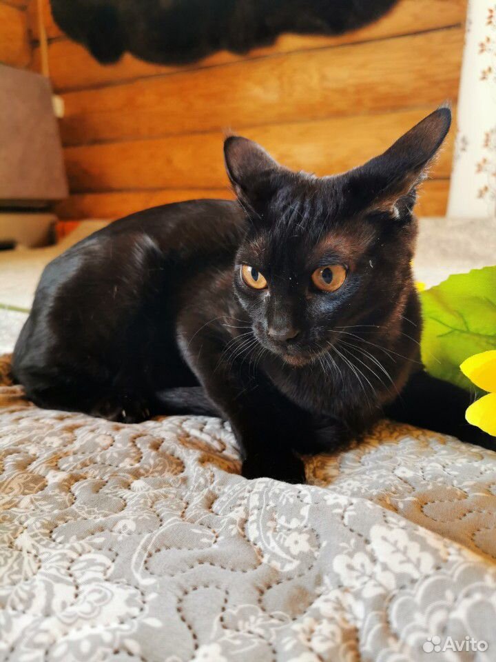 Саванна Ф5