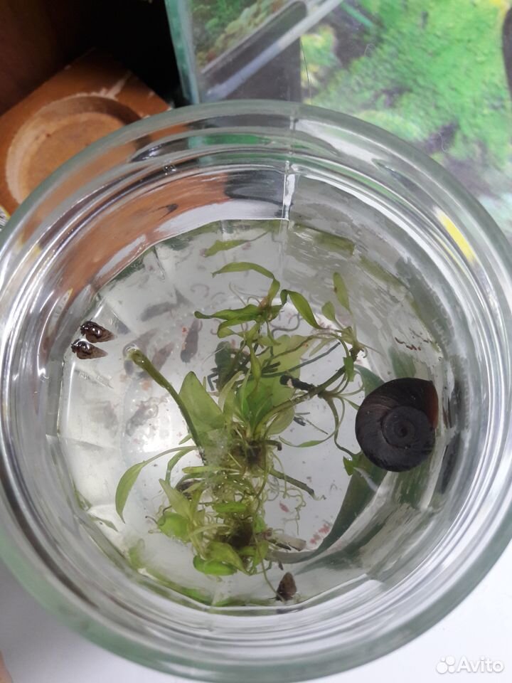 Грунтовые улитки мелании,катушки и полосатые