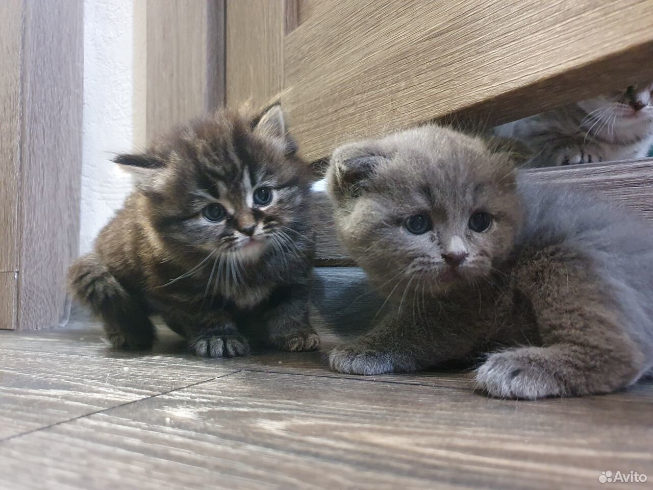 Шотландский вислоухий и прямоухий котенок