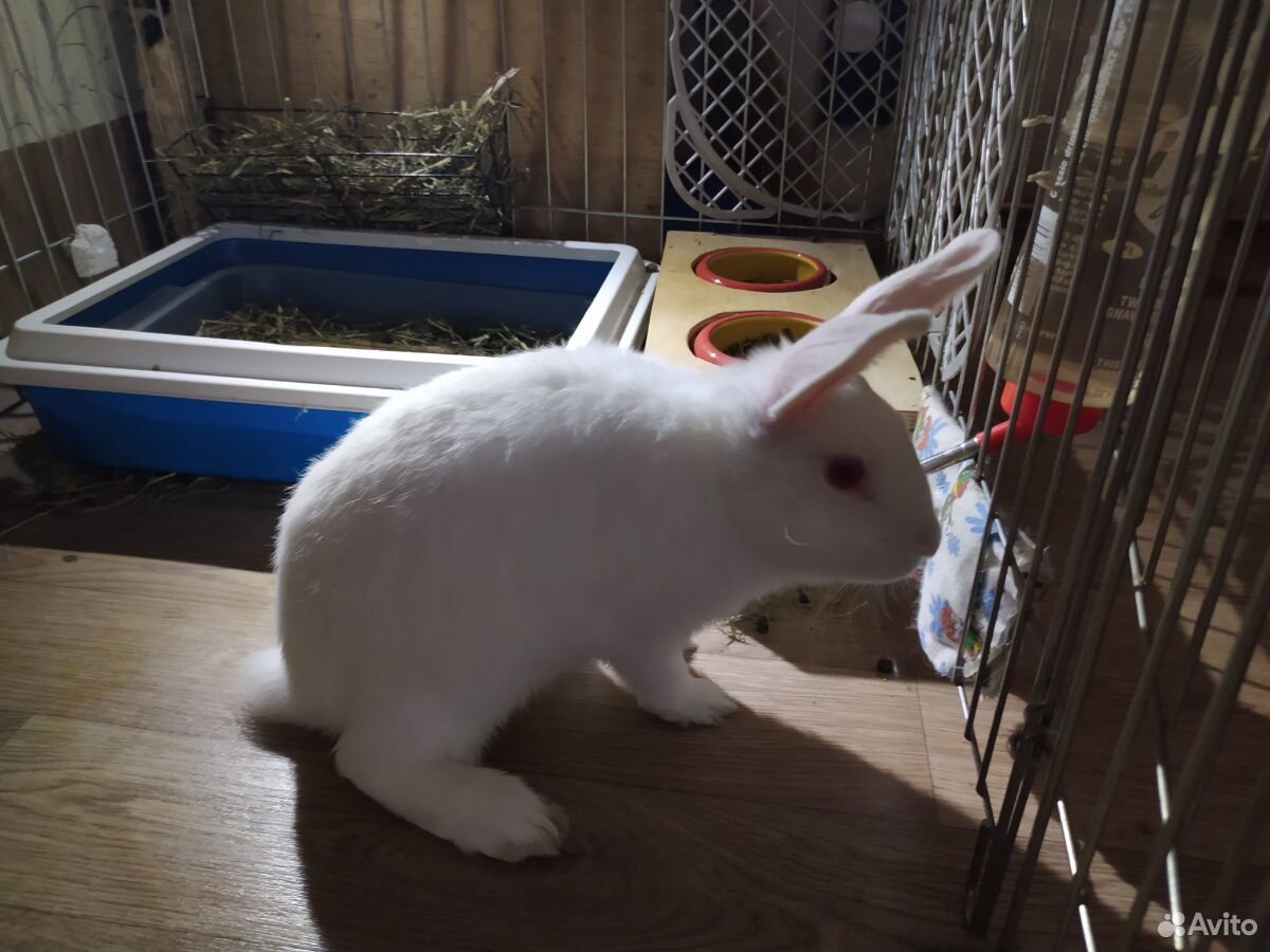 Отдам кролика