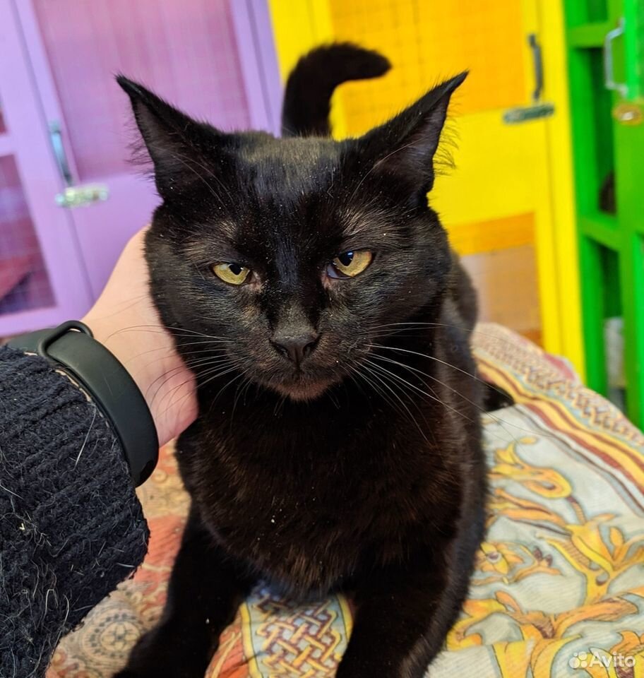 Кошечка Лакки, 1.5 года (из приюта)