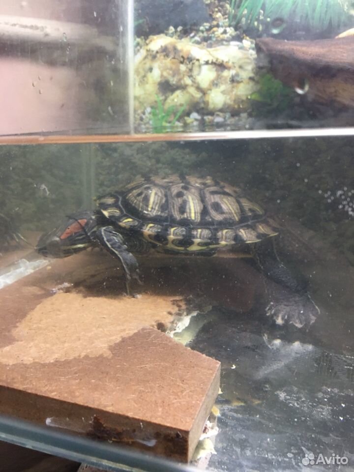 Красноухие черепахи