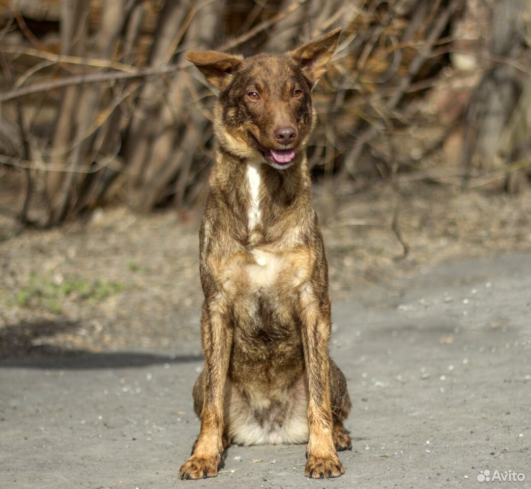 Собака В квартиру ищет семью