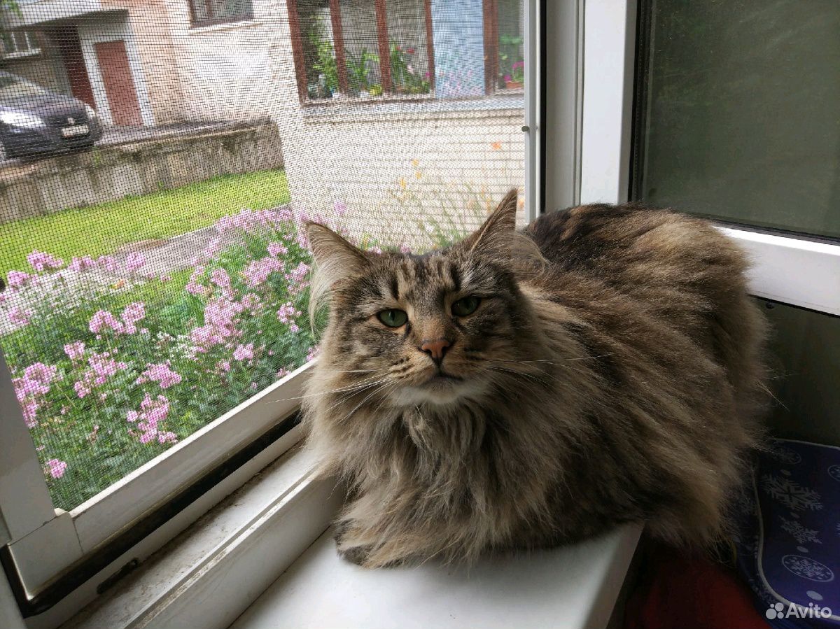 Норвежская лесная кошка