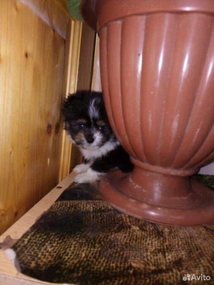 Ми мишка померашка