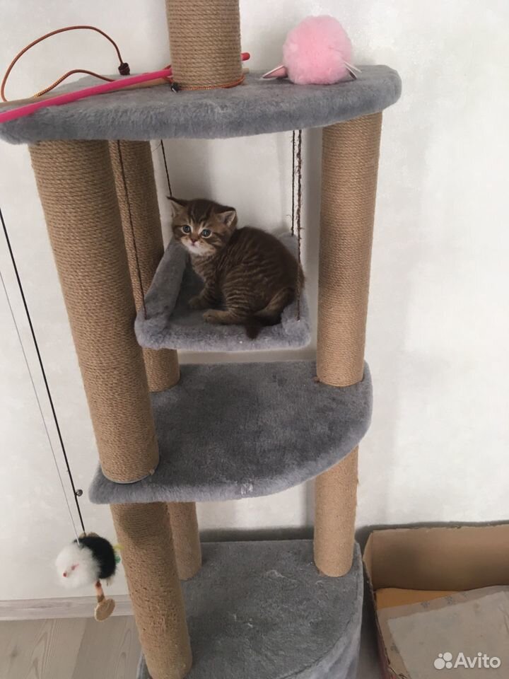Британский котенок