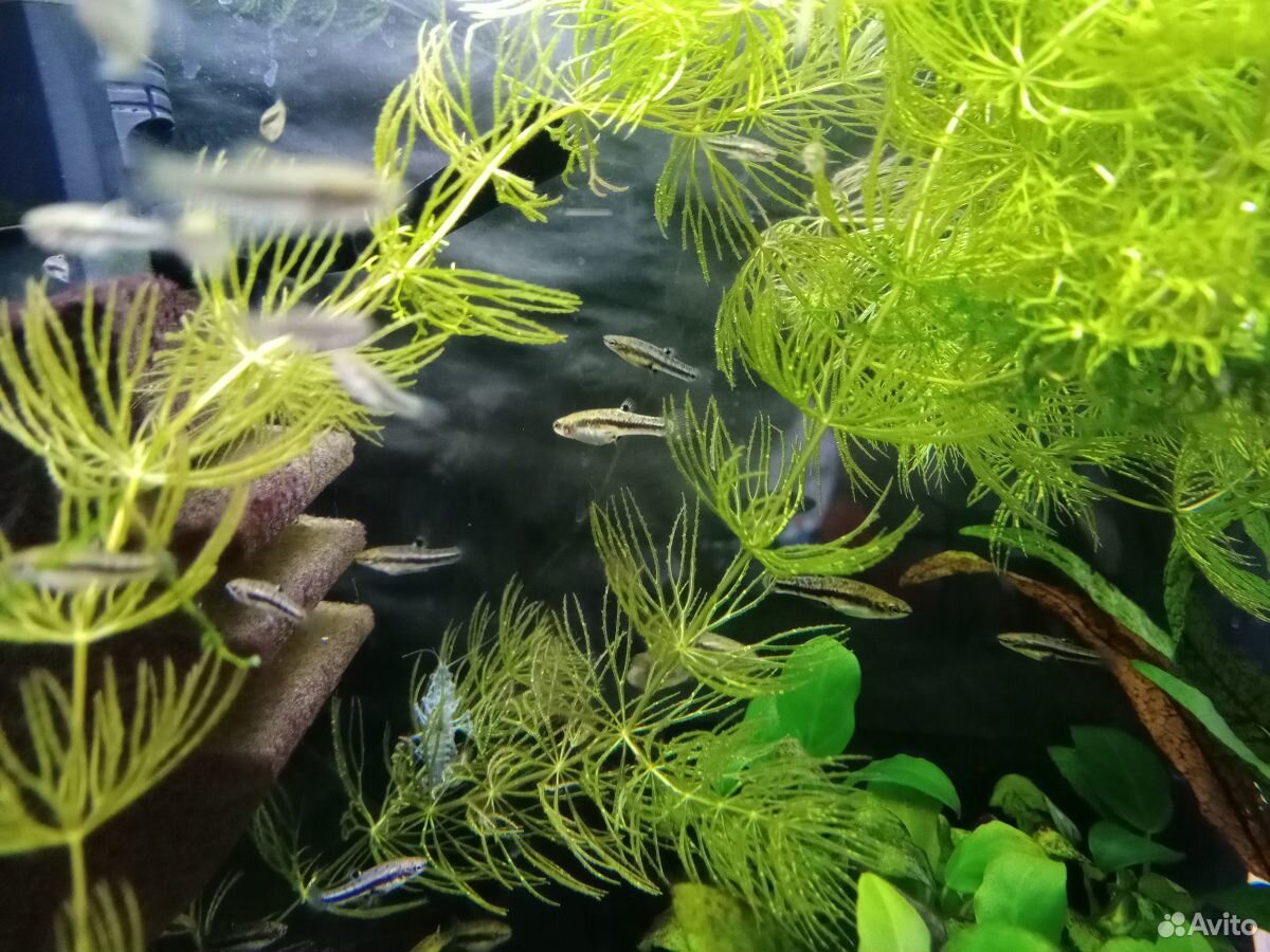 Формозы. Коряга. Корм для креветок: листья грецког