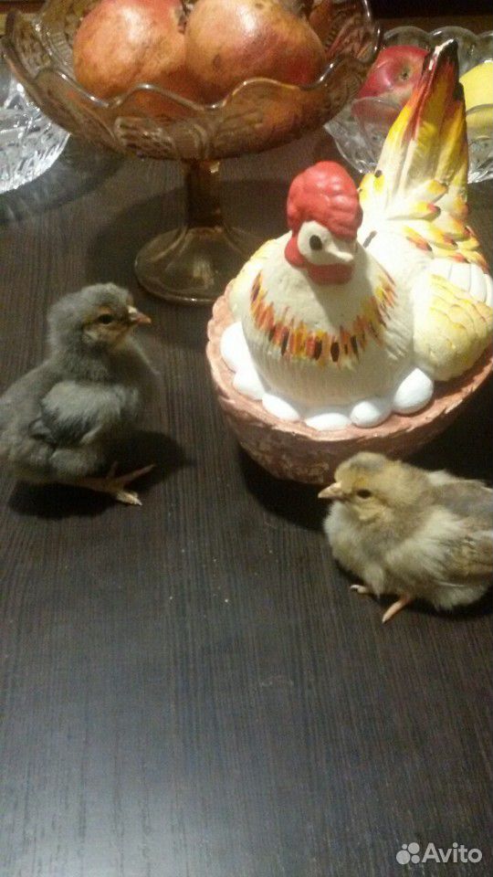Цыплята от домашних кур