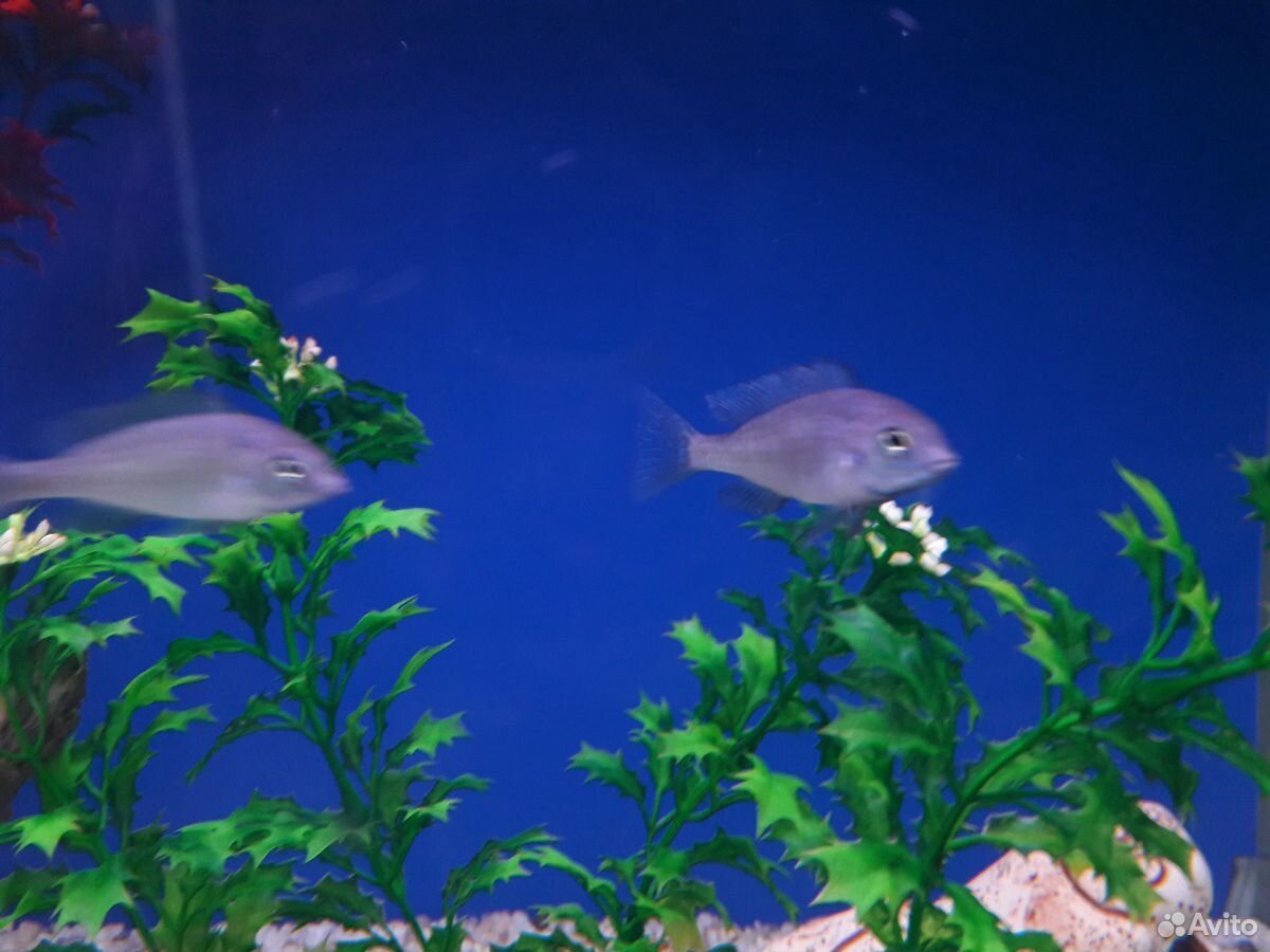 Псевдотрофеус blue