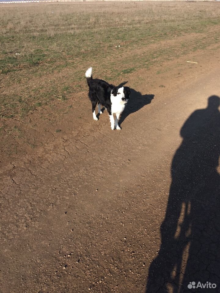 Продам щенков Бёрдер колли