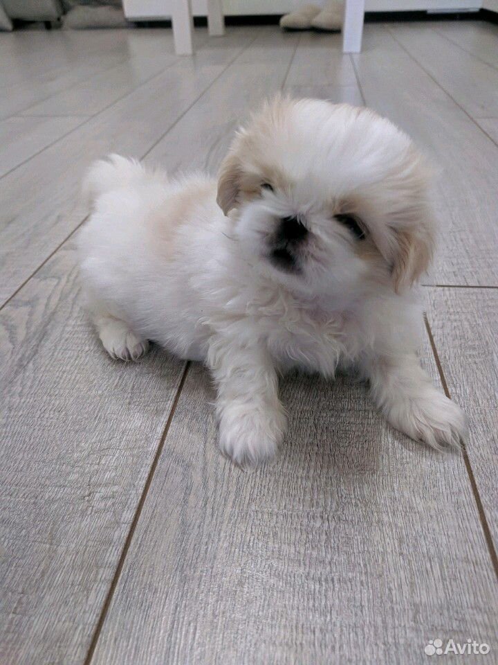 Щенки пекинеса продажа,вязка
