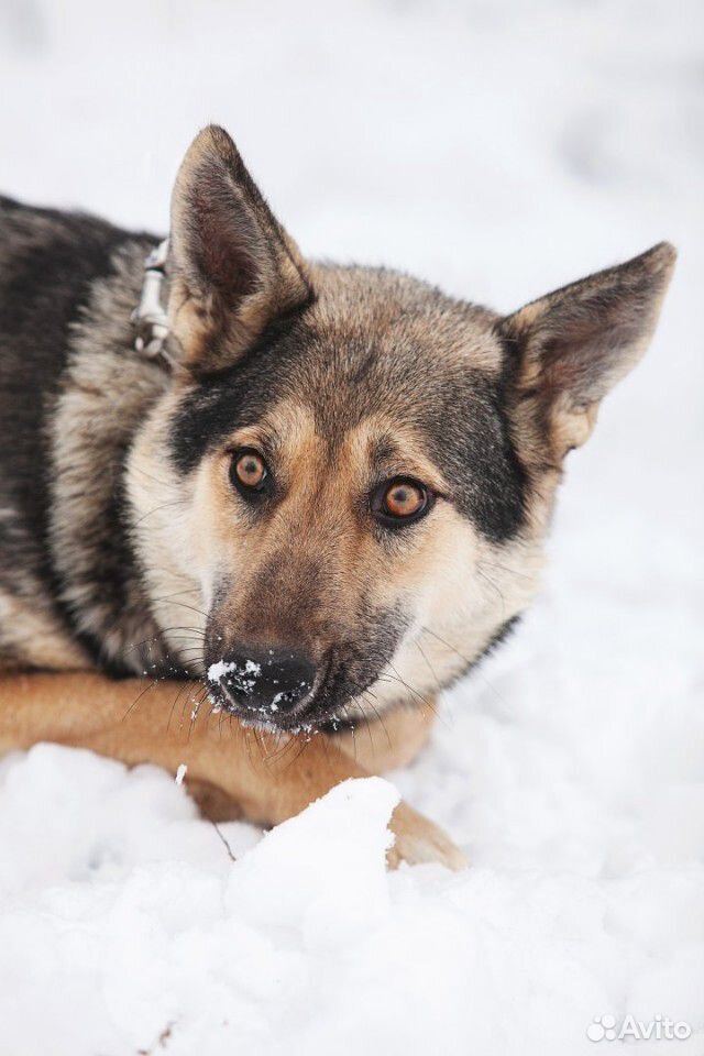 Прекрасная Кэтти