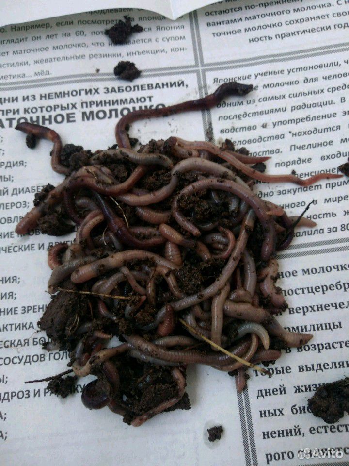 Черви выползки