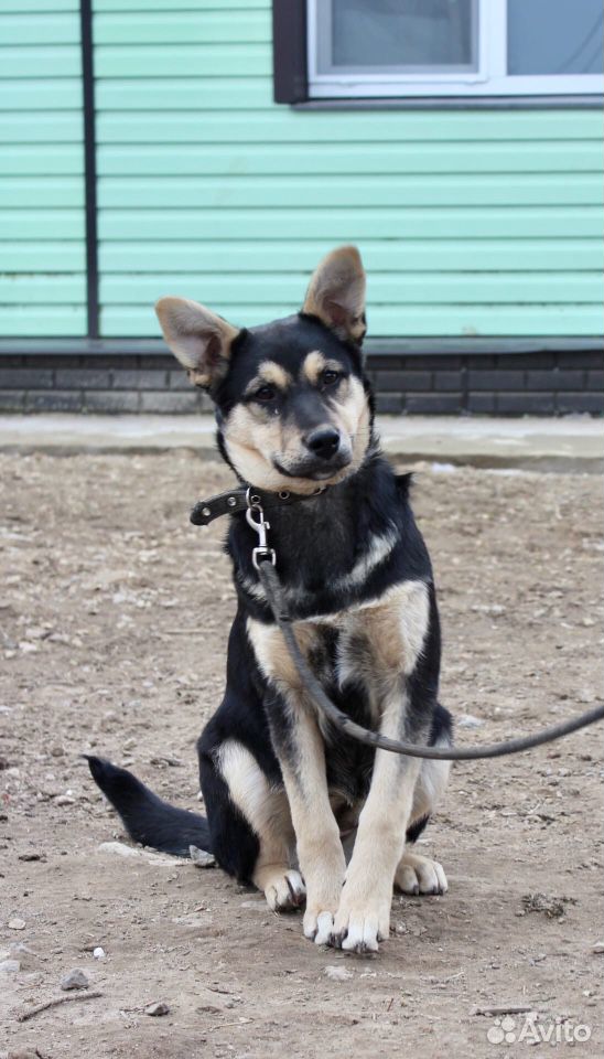 Щенок в хорошие руки