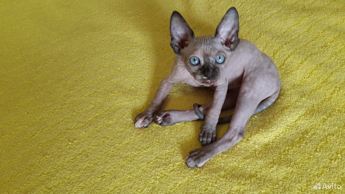 Канадский сфинкс