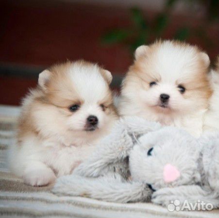 Шпиц мишка Тедди