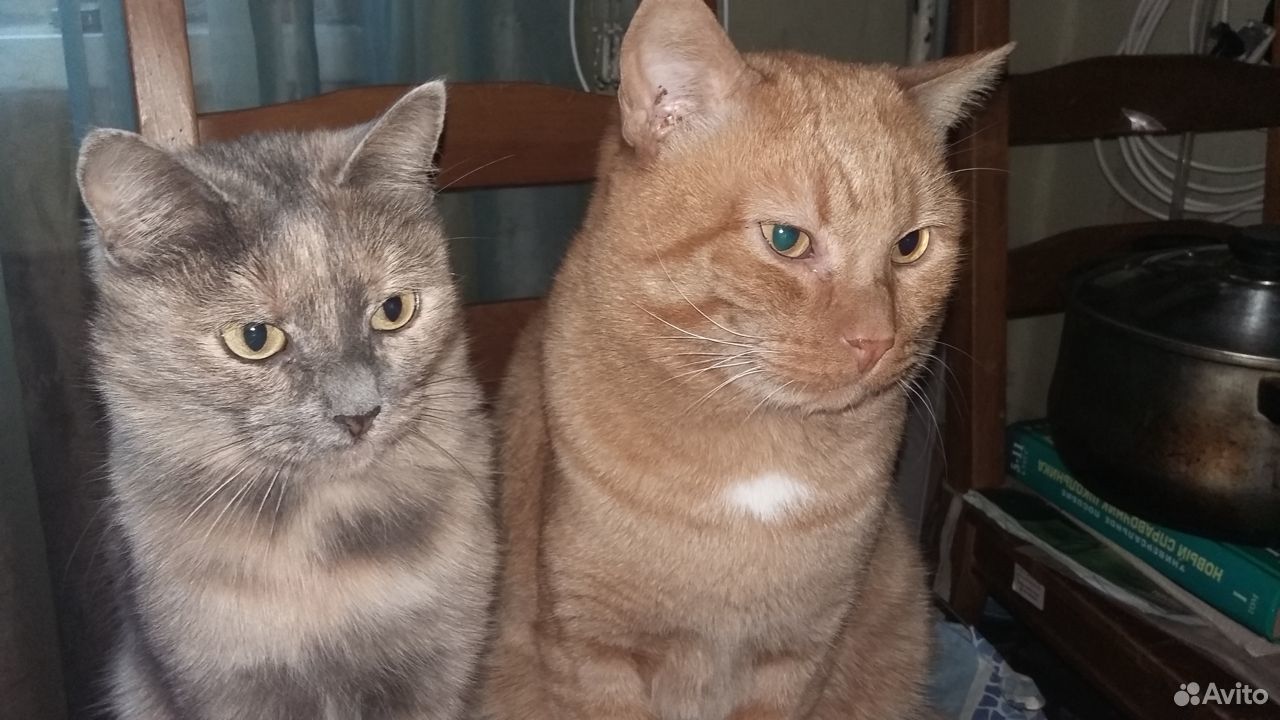 Кошки В подарок