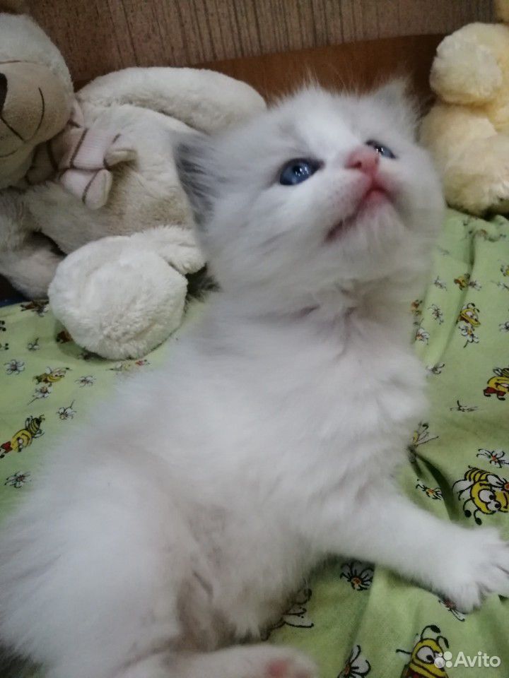 Ragdoll рэгдолл малыши