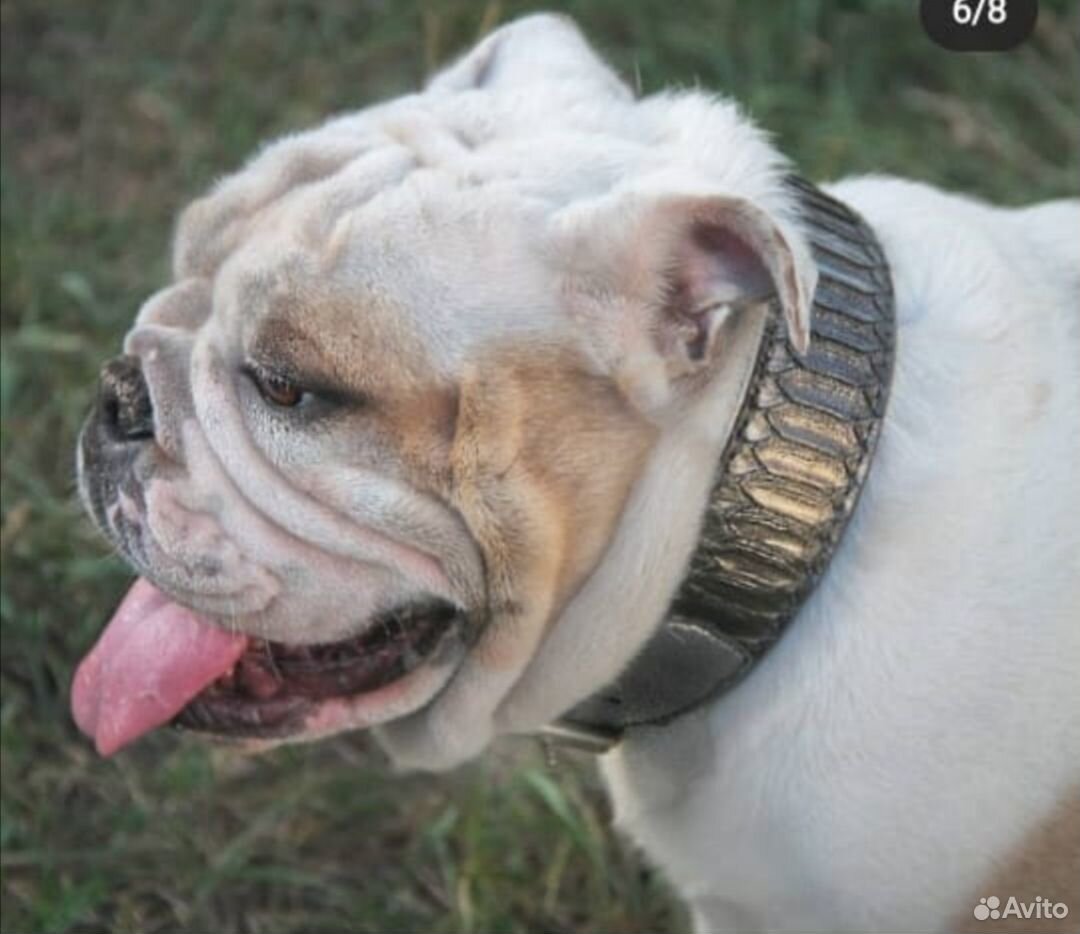 Английский бульдог взрослая девочка