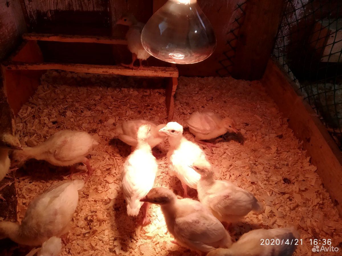 Продам птицу индюшат