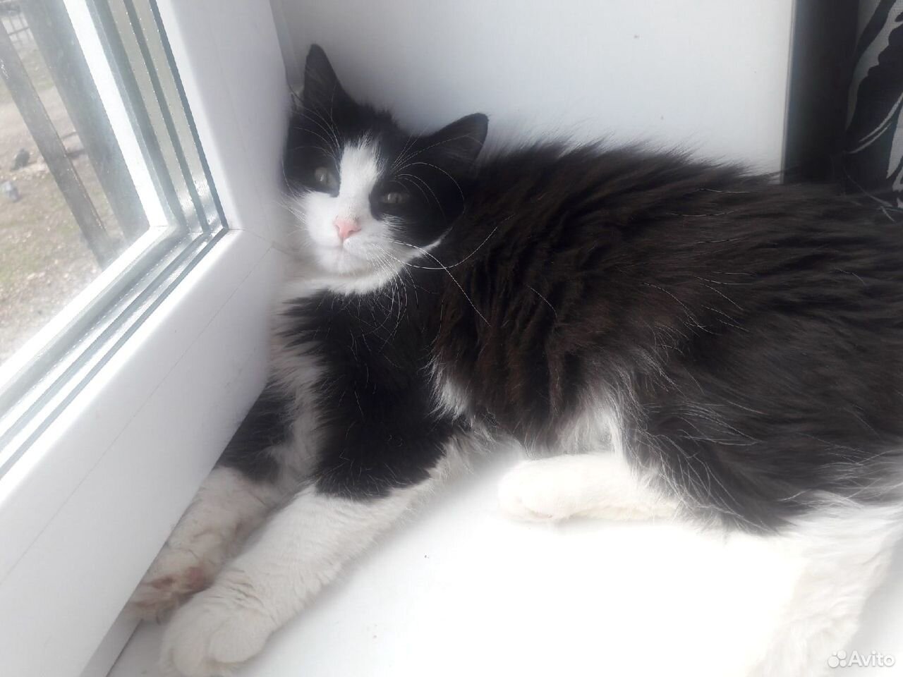 Шумахер в дар