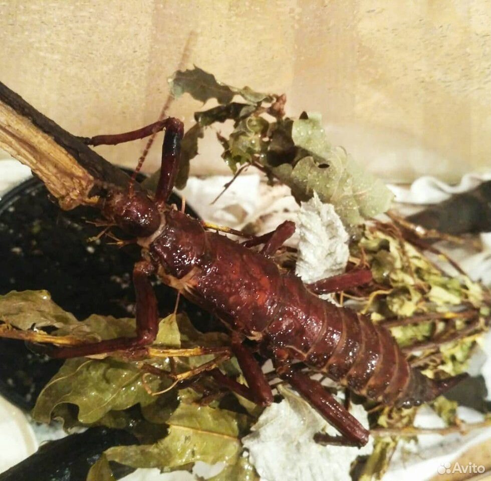Новогвинейский палочник, яица