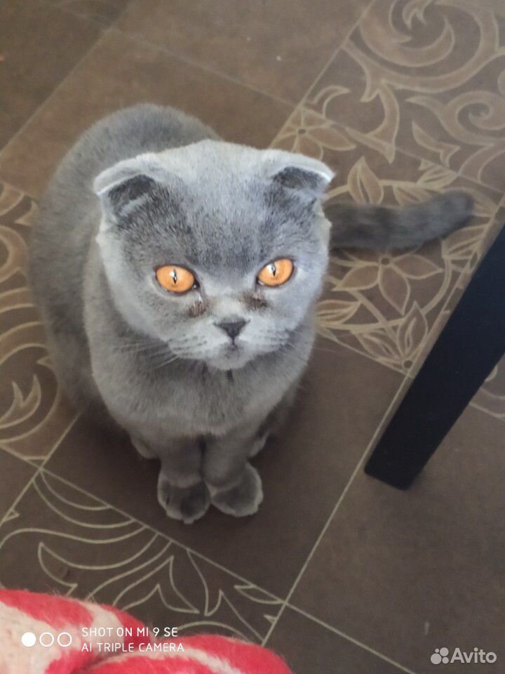 Кошка "Виски"
