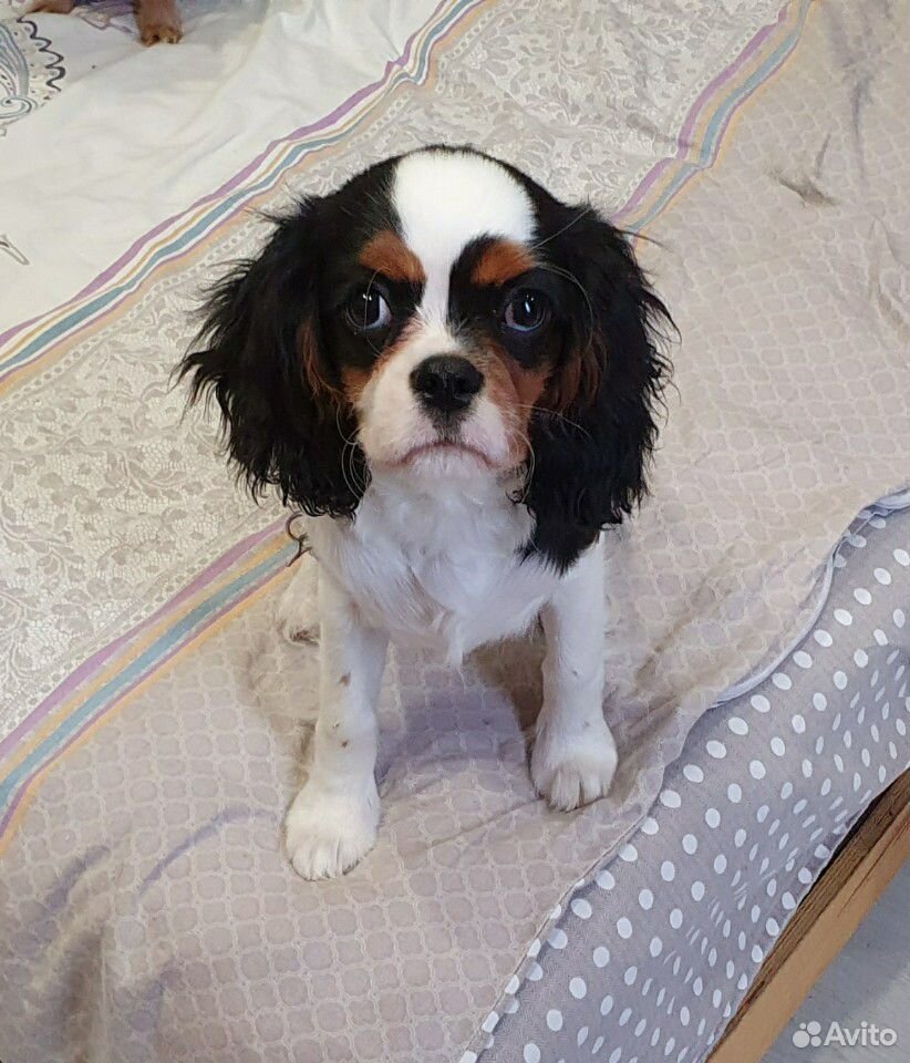 Кавалер кинг чарльз спаниель