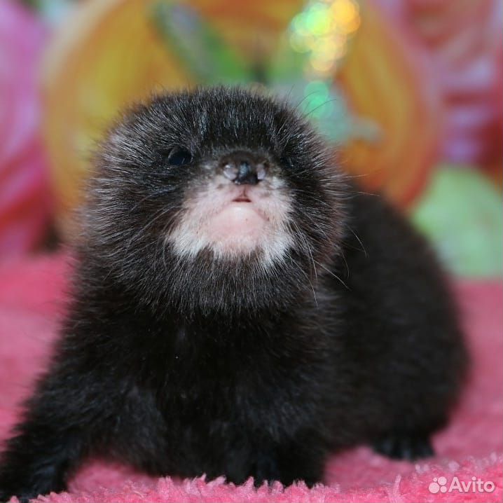 Хорьки с документами питомника Фаворит Феррет