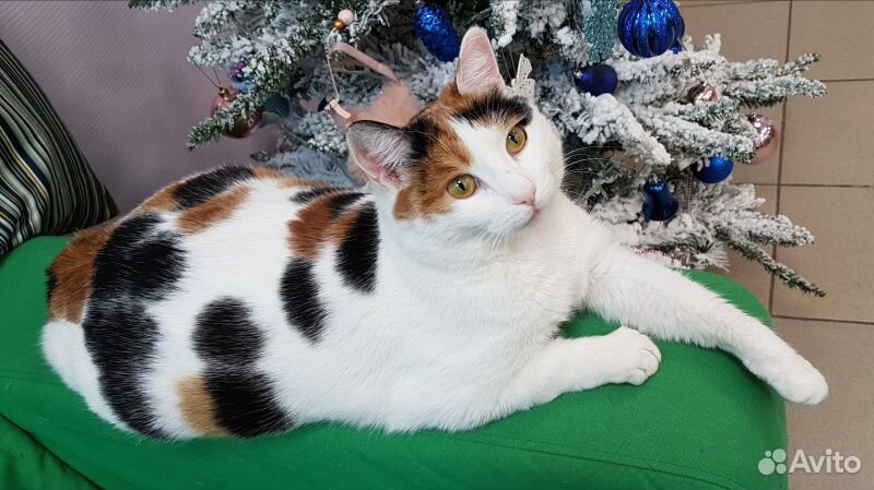 Нарядная кошечка Капа в горошек)