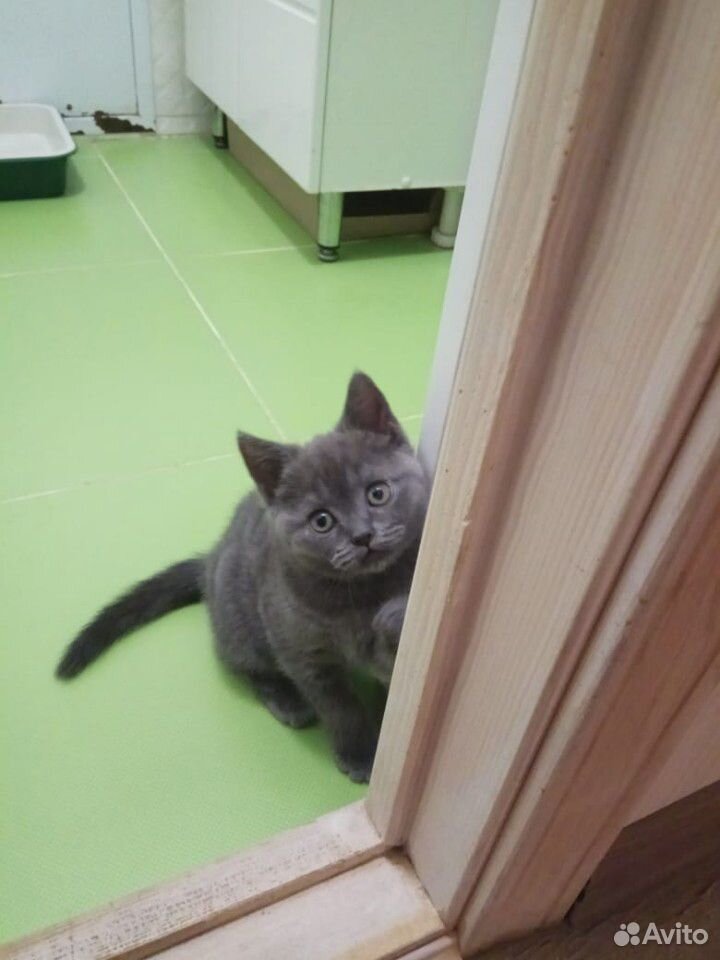 Британская шотландский страйт